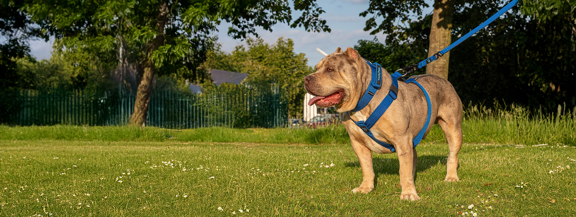Fit a Harness on Your Dog Properly to Prevent Chafing – Trendy Paws