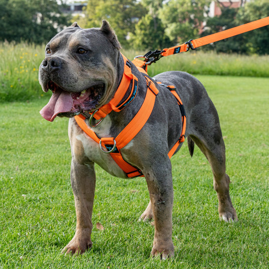 Home – Trendy Paws